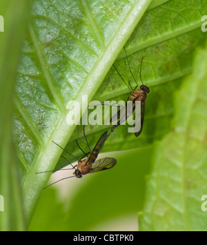 Closeup shot of a mosquito sitting on a person's hand Stock Photo - Alamy
