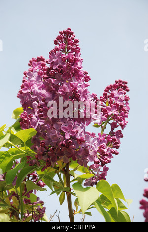 Lilac tree blossom Stock Photo - Alamy