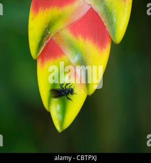 close-up of stingless trigona bee on the flower Stock Photo - Alamy
