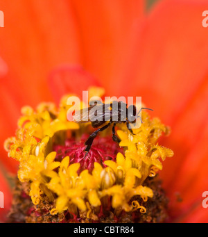 close-up of stingless trigona bee on the flower Stock Photo - Alamy