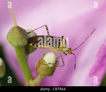 Leaf Footed Bug (Coreidae), Costa Rica Stock Photo - Alamy