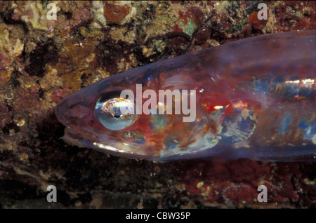 Pearl fish Carapus acus, Carapidae. Adults typically live as commensals ...