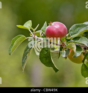 Apple Orchard, Lofthus, Ullensvang, Norway Stock Photo - Alamy