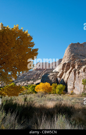 Fall colors Capital Reef National Park Utah Stock Photo - Alamy