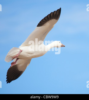 Snow Goose in Flight Stock Photo - Alamy