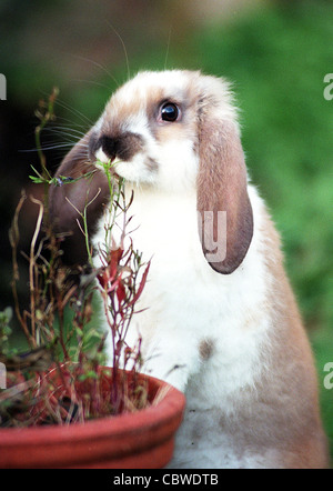 Lop-eared Dwarf Rabbit Stock Photo - Alamy