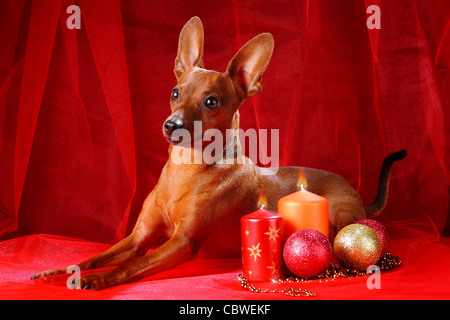 Red Miniature Pinscher Stock Photo - Alamy