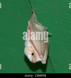 Ghost Bat Diclidurus albus Costa Rica Stock Photo - Alamy
