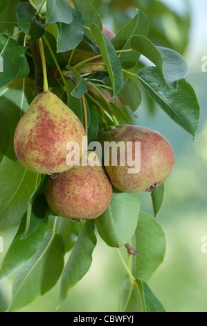 Pear (Pyrus communis), variety: Blutbirne, whole and halved fruit ...
