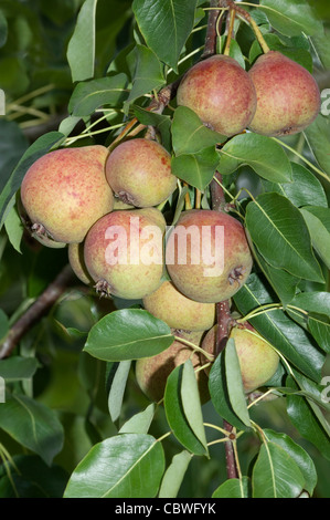 Pear (Pyrus communis), variety: Blutbirne, whole and halved fruit ...