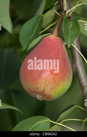 European pear fruit plant on farm for harvest are cash crops Stock ...