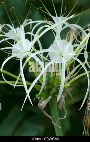 Spider Lily, Hymenocallis sp Stock Photo - Alamy