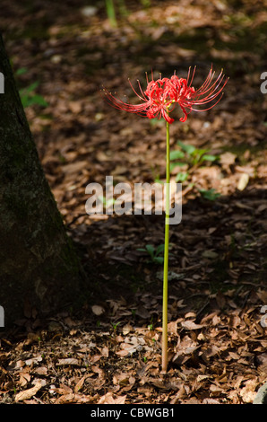Red spider lily (Lycoris radiata Stock Photo - Alamy