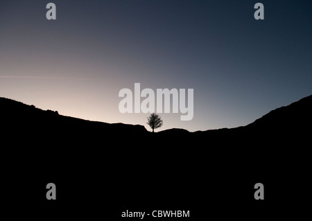 Tree on horizon Stock Photo - Alamy