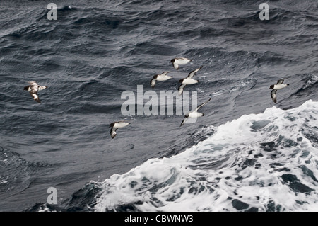 The Drake Passage, Southern Ocean Stock Photo - Alamy