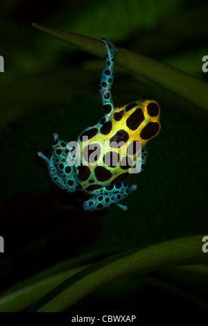 Variable dart frog (Dendrobates variabilis) (Zimmermann's Poison Frog ...