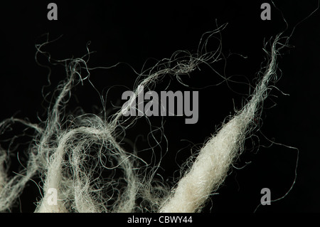 White wool fibers closeup. Black isolated Stock Photo - Alamy