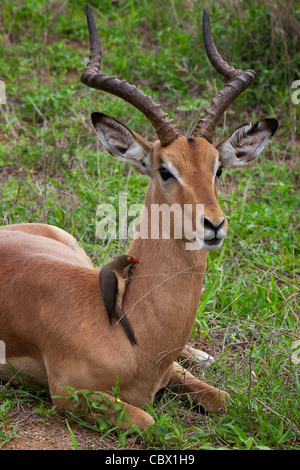 Bird sitting on bull impala in Kruger National Park, South Africa Stock ...