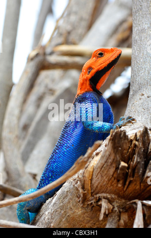 A colourful male Agama lizard (Agama lionotus) resting on a rocky wall ...