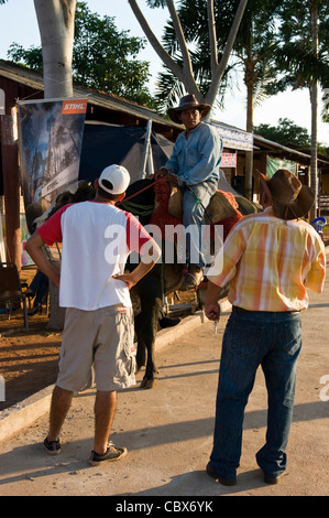 Bolivia. Santa Cruz. Bovine cattle. Nelore breed Stock Photo - Alamy