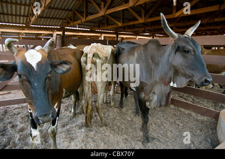 Bolivia. Santa Cruz. Bovine cattle Stock Photo - Alamy