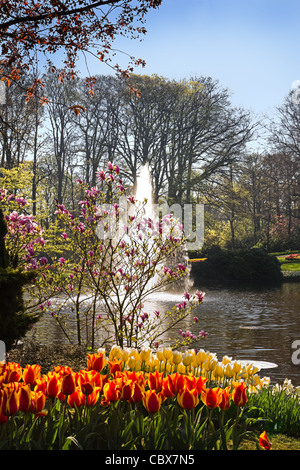 Tulip Flowers Blooming around tree trunk in Spring Season Stock Photo ...