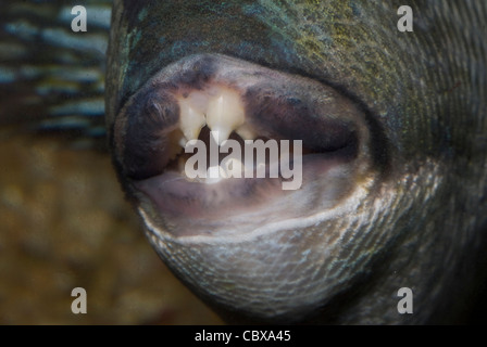 Grey triggerfish Balistes capriscus, Balistidae, Mediterranean Sea ...