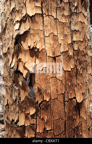 Dead dry rotten pine tree standing slanted leaning on other pine trees ...
