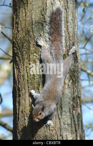 Squirrel climbing down a tree Stock Photo - Alamy