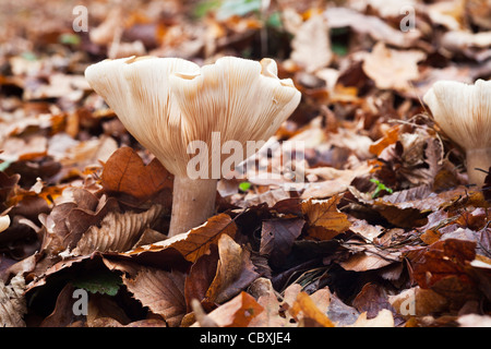 Large beige toadstools with prominent gills on a carpet of brown fallen ...
