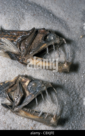 Deep sea fish Sloane's viperfish Chauliodus sloani Chauliodontinae ...