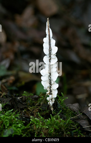 Netted Crust (Byssomerulius corium) Fungi Stock Photo - Alamy