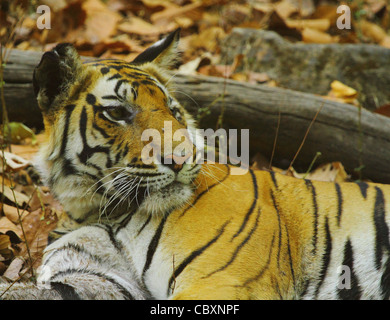 Side profile of a Royal Bengal Tiger Stock Photo - Alamy