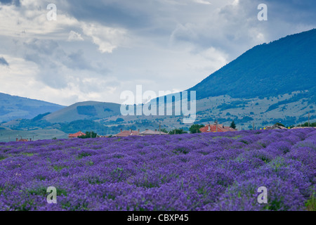 Lavender Field in Bulgaria Stock Photo - Alamy