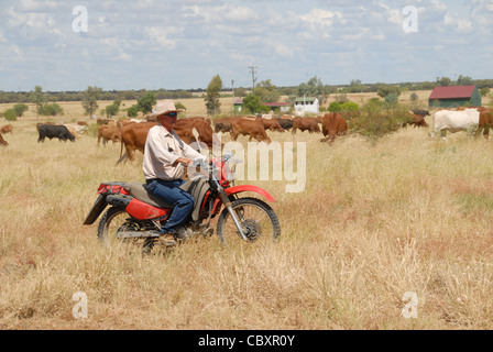Australian stockman (cowboy) on a motorbike driving cattle at ...