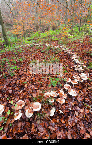 fairy ring in a forest at autumn time Stock Photo - Alamy