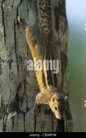Indian palm squirrel also called Three-Striped palm squirrel ...