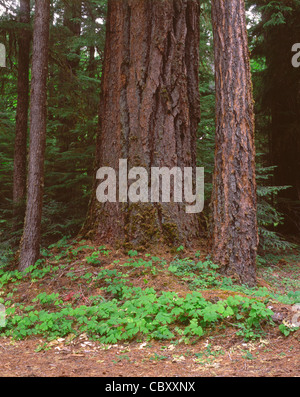 Stand of old-growth Douglas Fir trees, Glacier Peak Wilderness ...