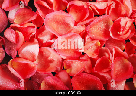 Beautiful colorful Rose with water drops Stock Photo - Alamy