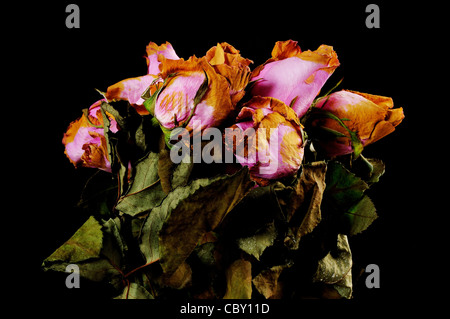 Dried and dessicated rose flower Stock Photo - Alamy