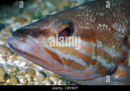 Comber fish, Serranus cabrilla, Serranidae, Putzu Idu, Sardinia, Italy ...
