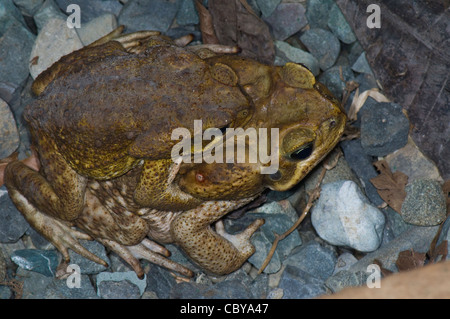 Cane Toad (Bufo marinus) pair mating, Iwokrama Rainforest Reserve ...