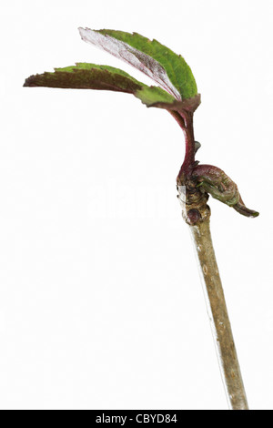 Elder twig and buds in winter (Sambucus nigra Stock Photo - Alamy