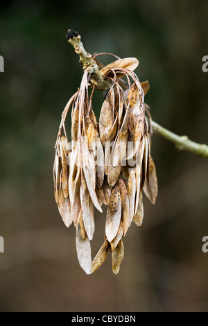 Seeds of European ash (Fraxinus excelsior). Seeds also known as "keys ...