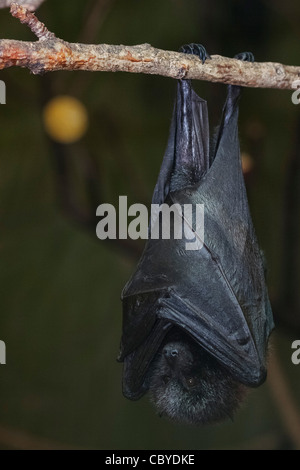 Rodrigues Fruit Bat (Pteropus rodricensis) hanging in a tree Stock ...