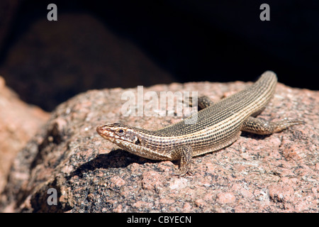 African Striped Skink - Mowani Mountain Camp - Twyfelfontein ...