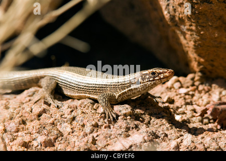 African Striped Skink - Trachylepis striata, beautiful common lizard ...