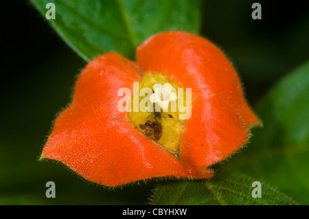 Hot Lips Plant (Psychotria poeppigiana) a rainforest understory shrub ...