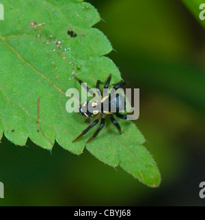 Black and Yellow Spider San Vito Costa Rica Stock Photo - Alamy
