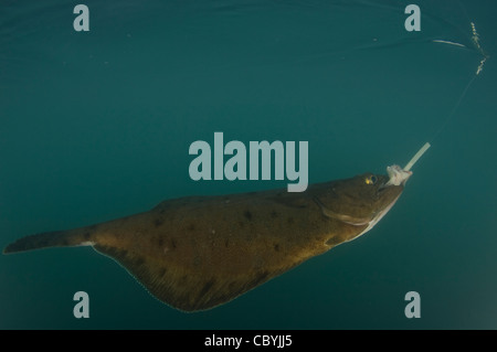 Arrowtooth flounder, Atheresthes stomias, being caught while fishing in ...